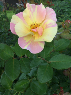 All Roses – Swiss Rose Garden Nursery