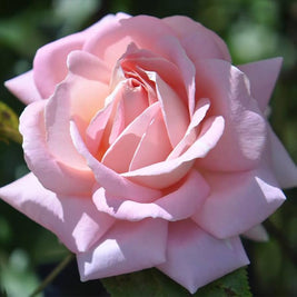 All Roses – Swiss Rose Garden Nursery
