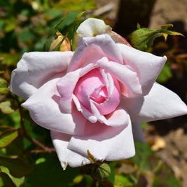 All Roses – Swiss Rose Garden Nursery