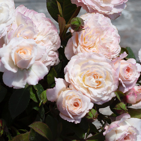 Swiss Rose Garden Nursery