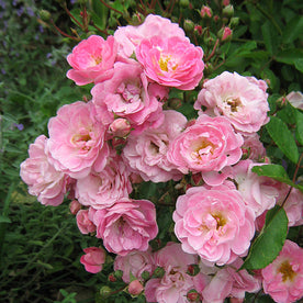 Swiss Rose Garden Nursery