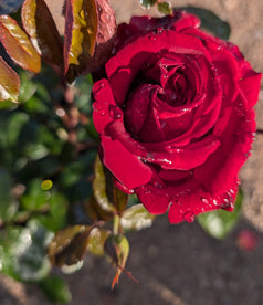 Swiss Rose Garden Nursery
