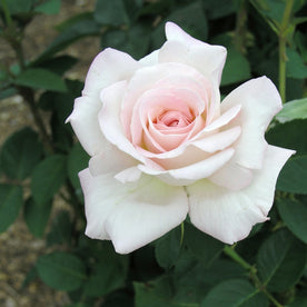 Swiss Rose Garden Nursery