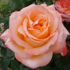 Swiss Rose Garden Nursery