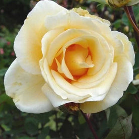 Swiss Rose Garden Nursery