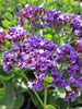 Limonium 'perezii 'Blue' – Swiss Rose Garden Nursery