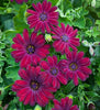Osteospermum 'Serenity Red' – Swiss Rose Garden Nursery