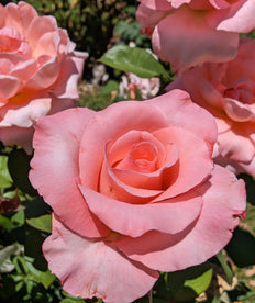 Swiss Rose Garden Nursery