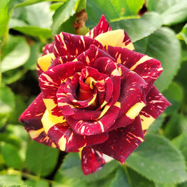 All Roses – Swiss Rose Garden Nursery