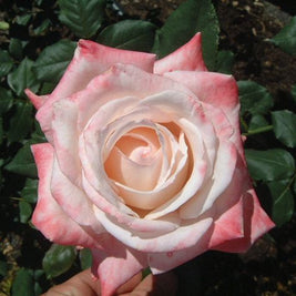 All Roses – Swiss Rose Garden Nursery