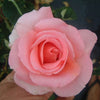 Ariana – Swiss Rose Garden Nursery