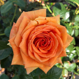 Swiss Rose Garden Nursery
