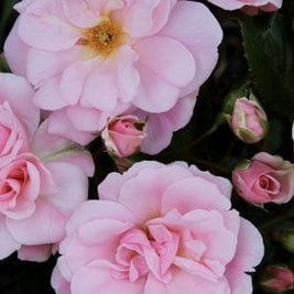 Pink Roses – Swiss Rose Garden Nursery