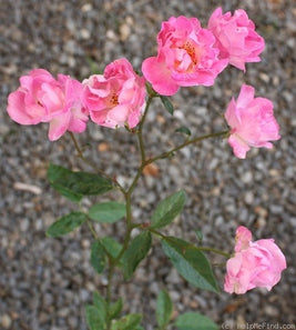 Pink Roses – Swiss Rose Garden Nursery