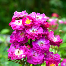 Swiss Rose Garden Nursery