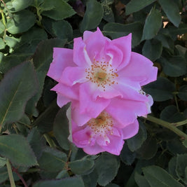 Pink Roses – Swiss Rose Garden Nursery
