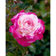 Pink Roses – Swiss Rose Garden Nursery