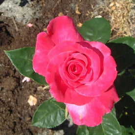 Swiss Rose Garden Nursery