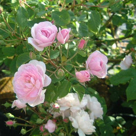 Swiss Rose Garden Nursery