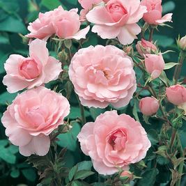 Pink Roses – Swiss Rose Garden Nursery