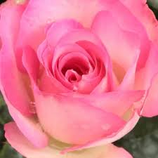 Pink Roses – Swiss Rose Garden Nursery