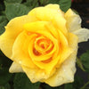 Catherine McAuley – Swiss Rose Garden Nursery