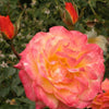 Circus – Swiss Rose Garden Nursery