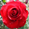 Courage – Swiss Rose Garden Nursery