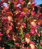 Digiplexis 'Falcon Fire' -175mm Pot – Swiss Rose Garden Nursery