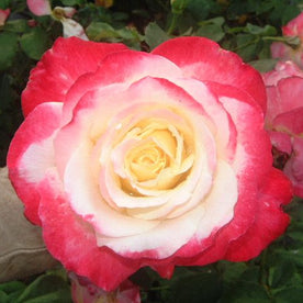 Swiss Rose Garden Nursery