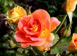 Swiss Rose Garden Nursery