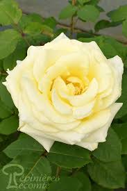 All Roses – Swiss Rose Garden Nursery