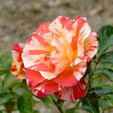 All Roses – Swiss Rose Garden Nursery