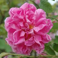 Swiss Rose Garden Nursery