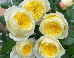 All Roses – Swiss Rose Garden Nursery