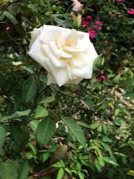 Swiss Rose Garden Nursery