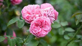 Swiss Rose Garden Nursery