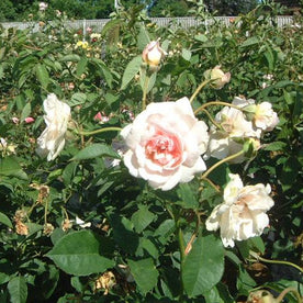 Swiss Rose Garden Nursery