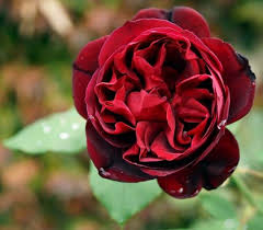 Swiss Rose Garden Nursery