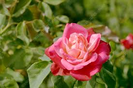 Swiss Rose Garden Nursery
