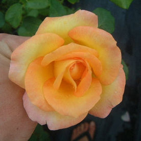 Swiss Rose Garden Nursery