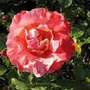 Grimaldi – Swiss Rose Garden Nursery