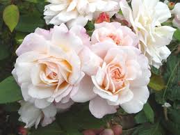 Swiss Rose Garden Nursery