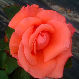 Swiss Rose Garden Nursery