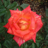 Harry Wheatcroft – Swiss Rose Garden Nursery