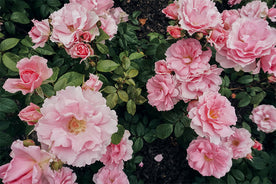 Swiss Rose Garden Nursery
