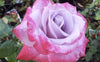 Paradise – Swiss Rose Garden Nursery