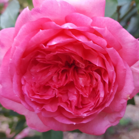 Swiss Rose Garden Nursery