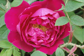 Swiss Rose Garden Nursery