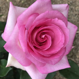 Swiss Rose Garden Nursery